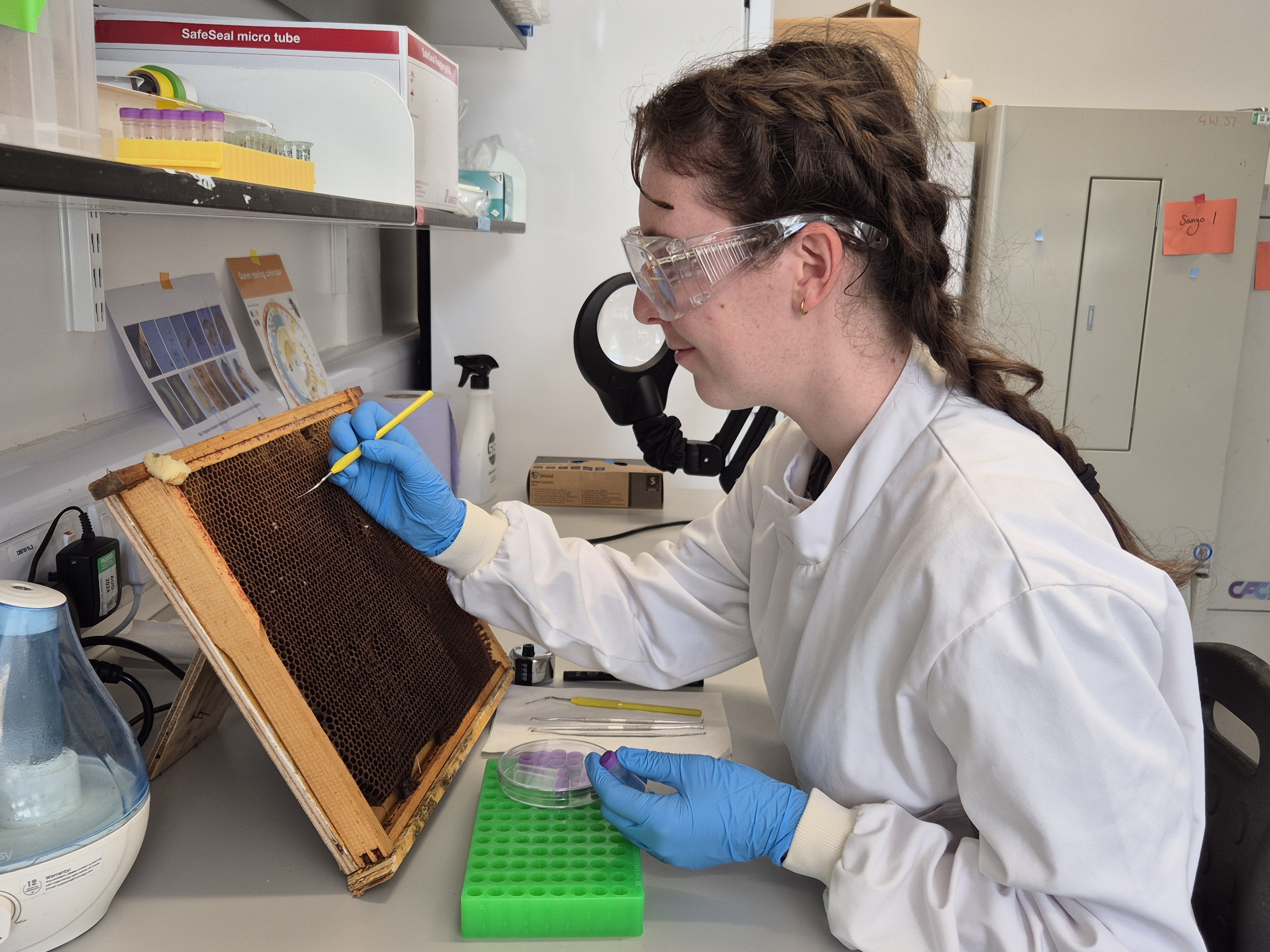 National news coverage on ‘superfood’ that could help save bee ...